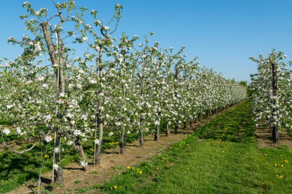 Cultivos perennes - biostimulantsagriculture
