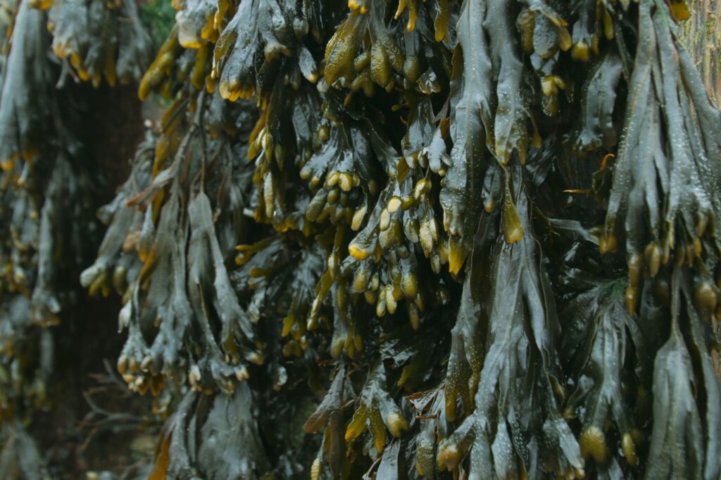 Seaweed-based Biostimulant | Algae Extracts | Agricultural Biostimulants